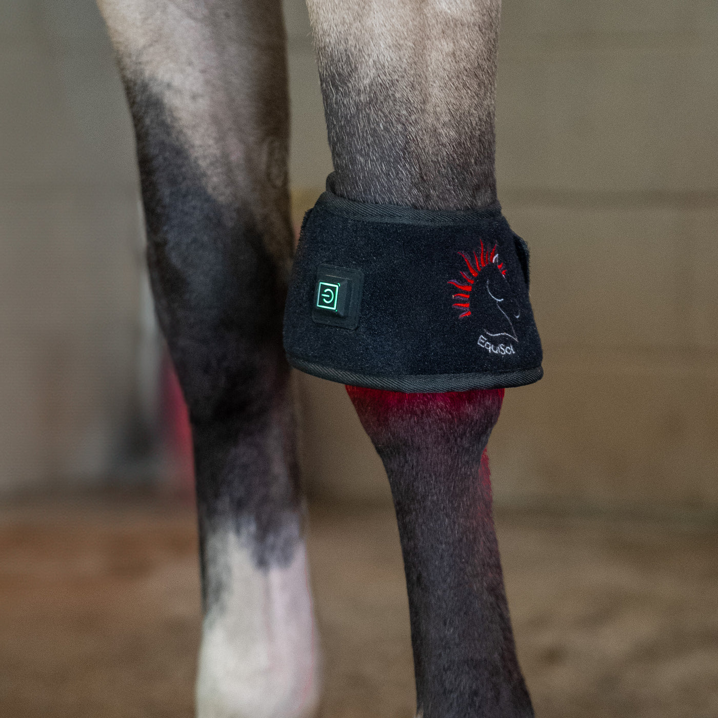 Equisol | Equine & Canine Red Light Therapy – EquiSol