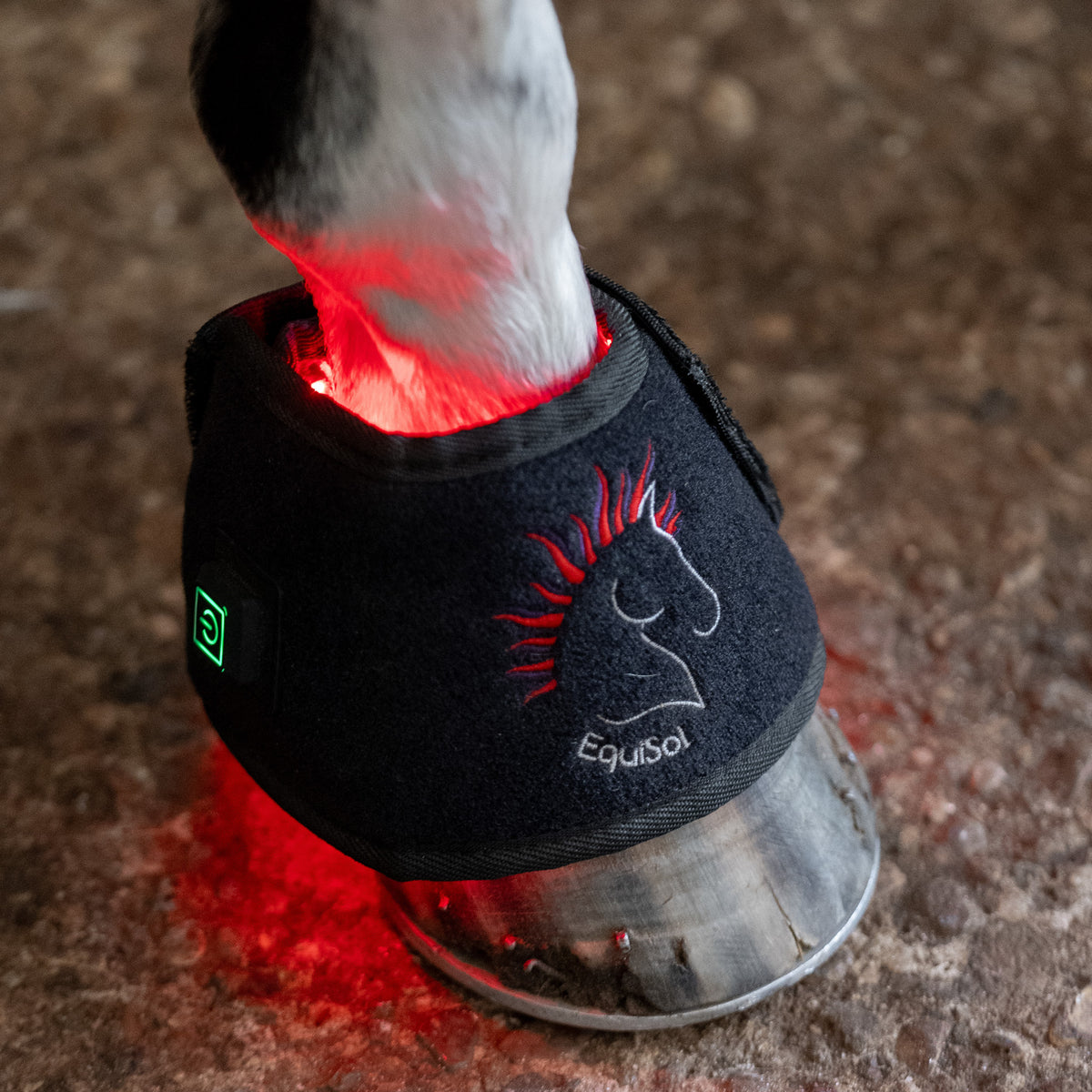 Equisol | Equine & Canine Red Light Therapy – EquiSol