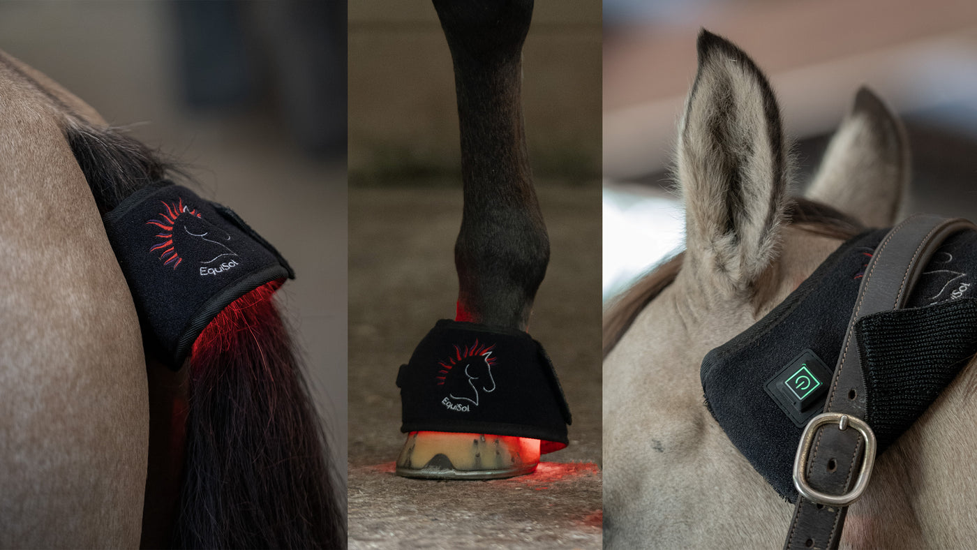 Equisol | Equine & Canine Red Light Therapy – EquiSol