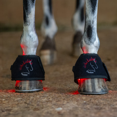 Equisol | Equine & Canine Red Light Therapy – EquiSol